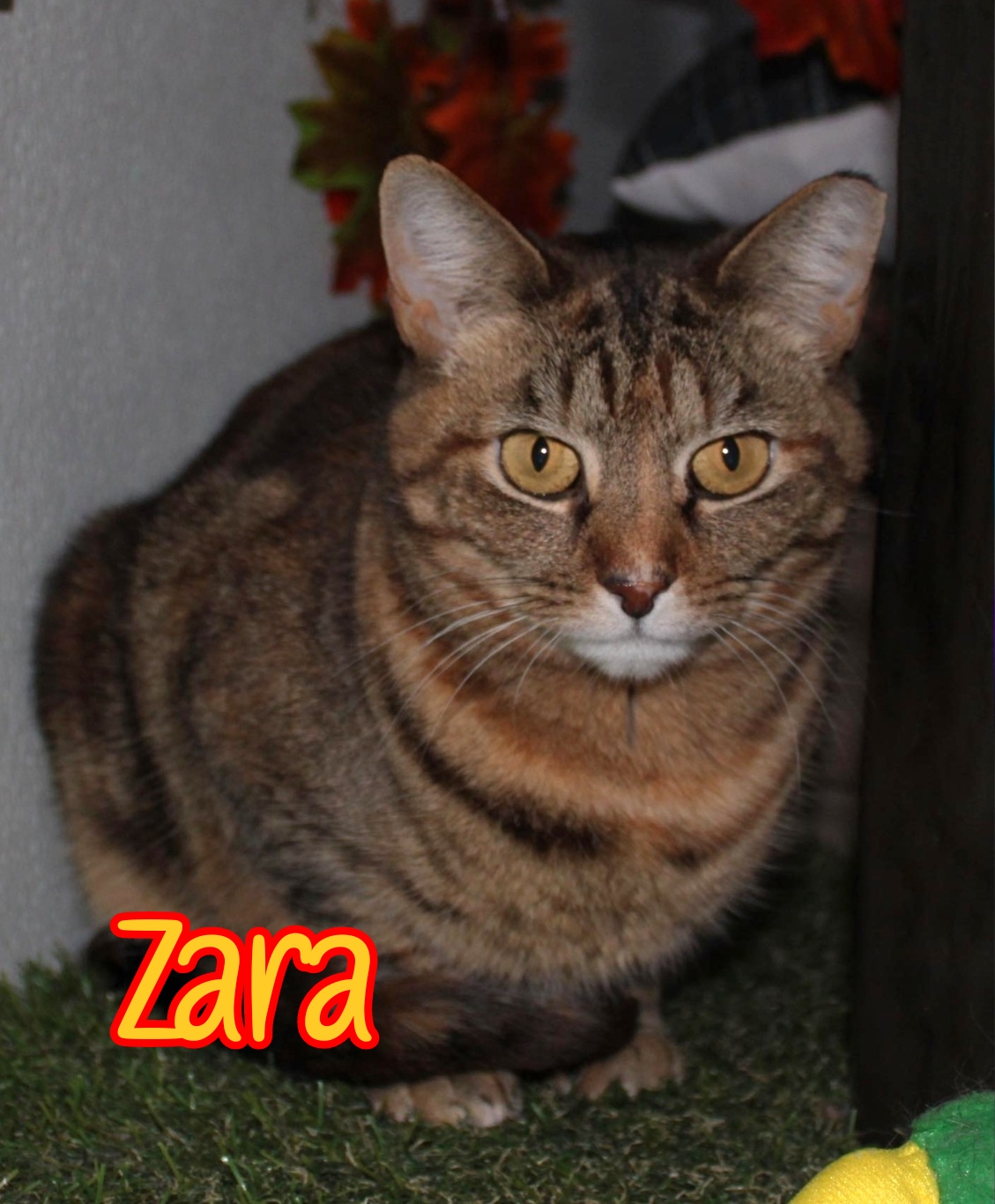 Zara 6-Text – Humane Society of Ottawa County, Ohio