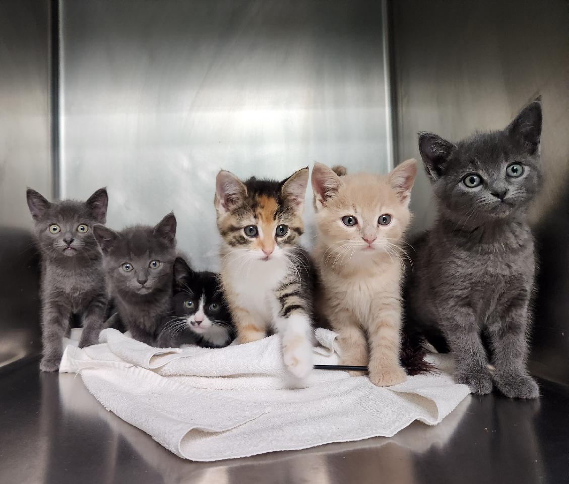 Kitten Korner – Humane Society of Ottawa County