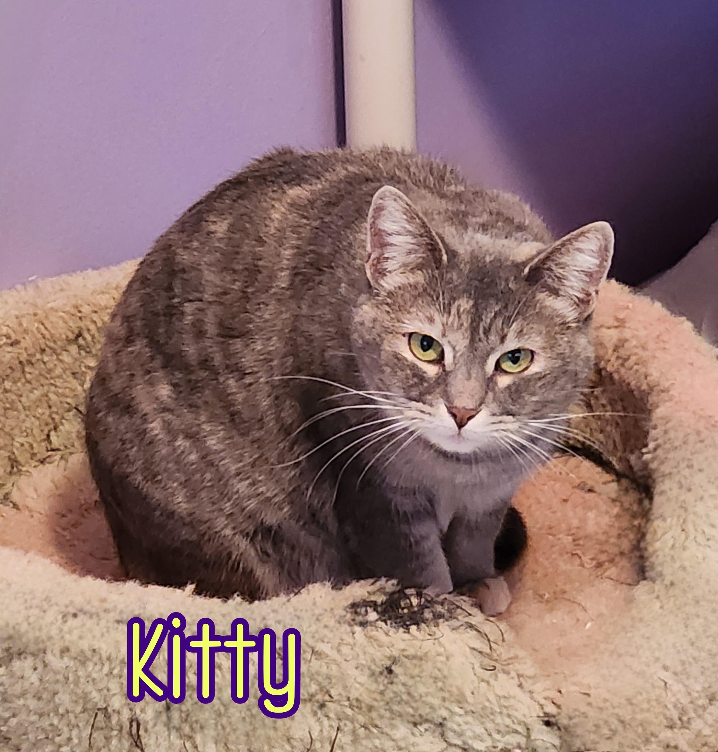 Kitty (Foreman)-Text – Humane Society of Ottawa County, Ohio