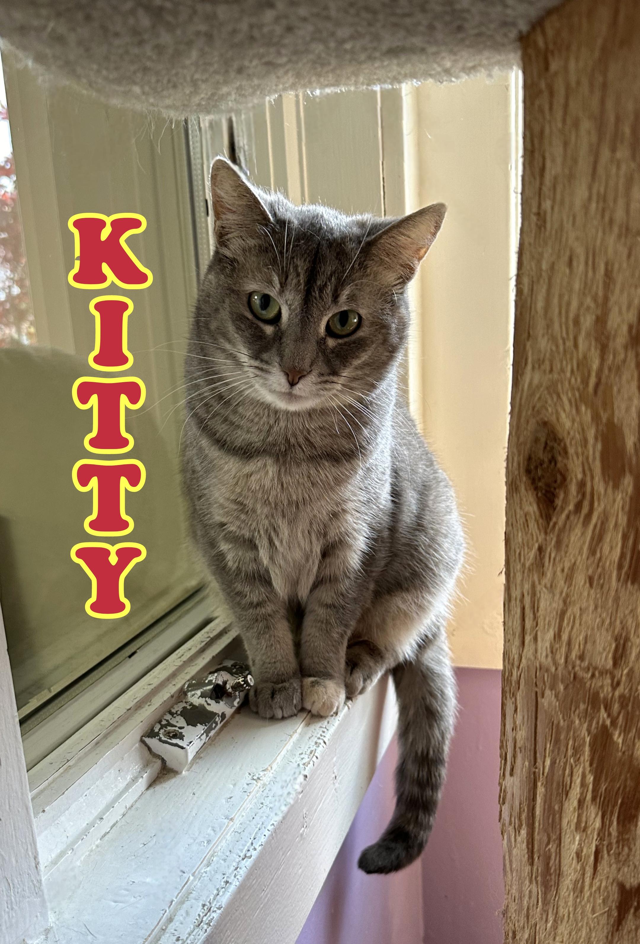 Kitty Foreman 2-Text – Humane Society of Ottawa County, Ohio