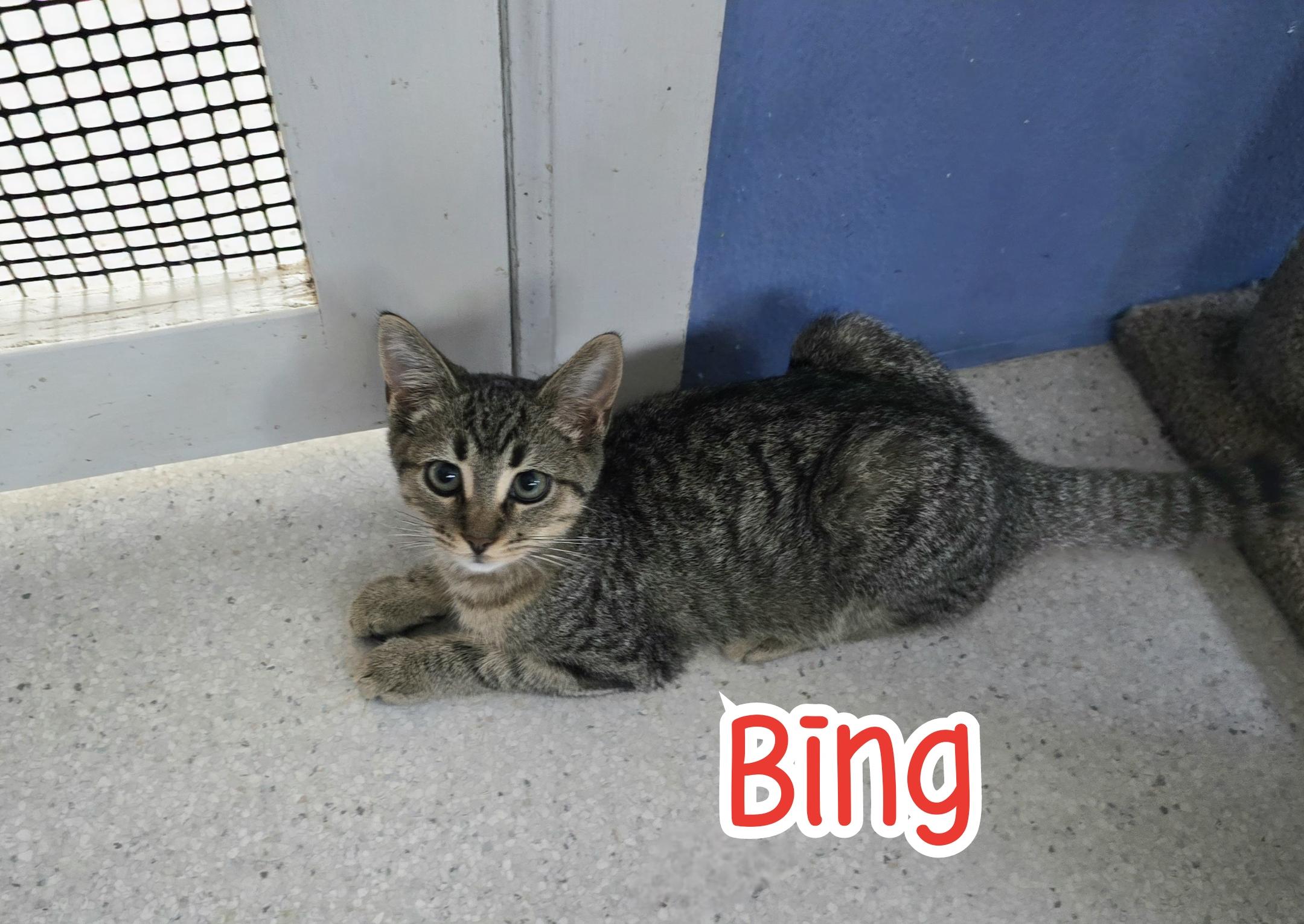 Bing 2-Text – Humane Society of Ottawa County, Ohio