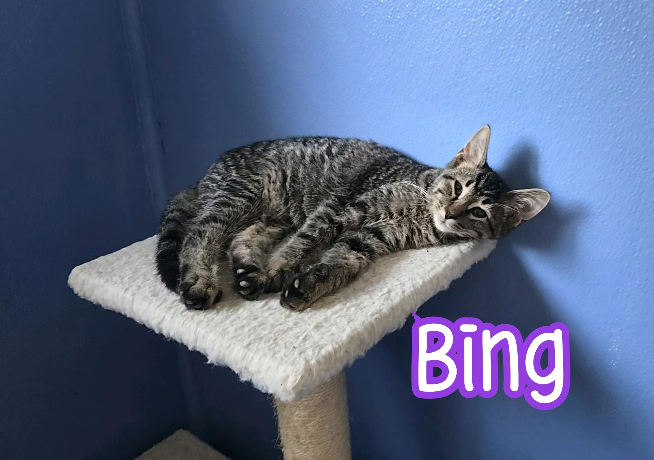Bing-Text – Humane Society of Ottawa County, Ohio