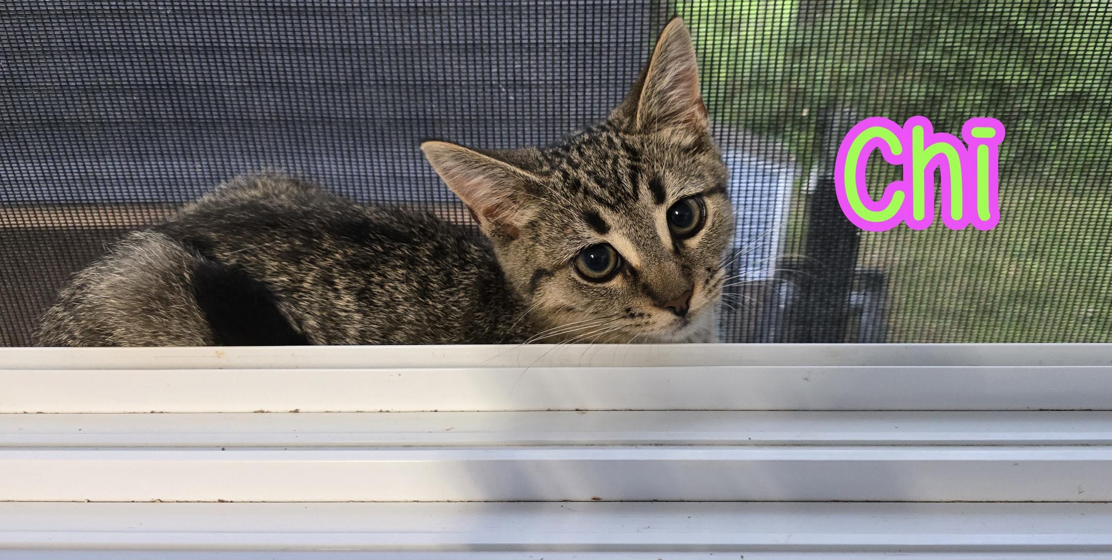 Chi-Text – Humane Society of Ottawa County, Ohio