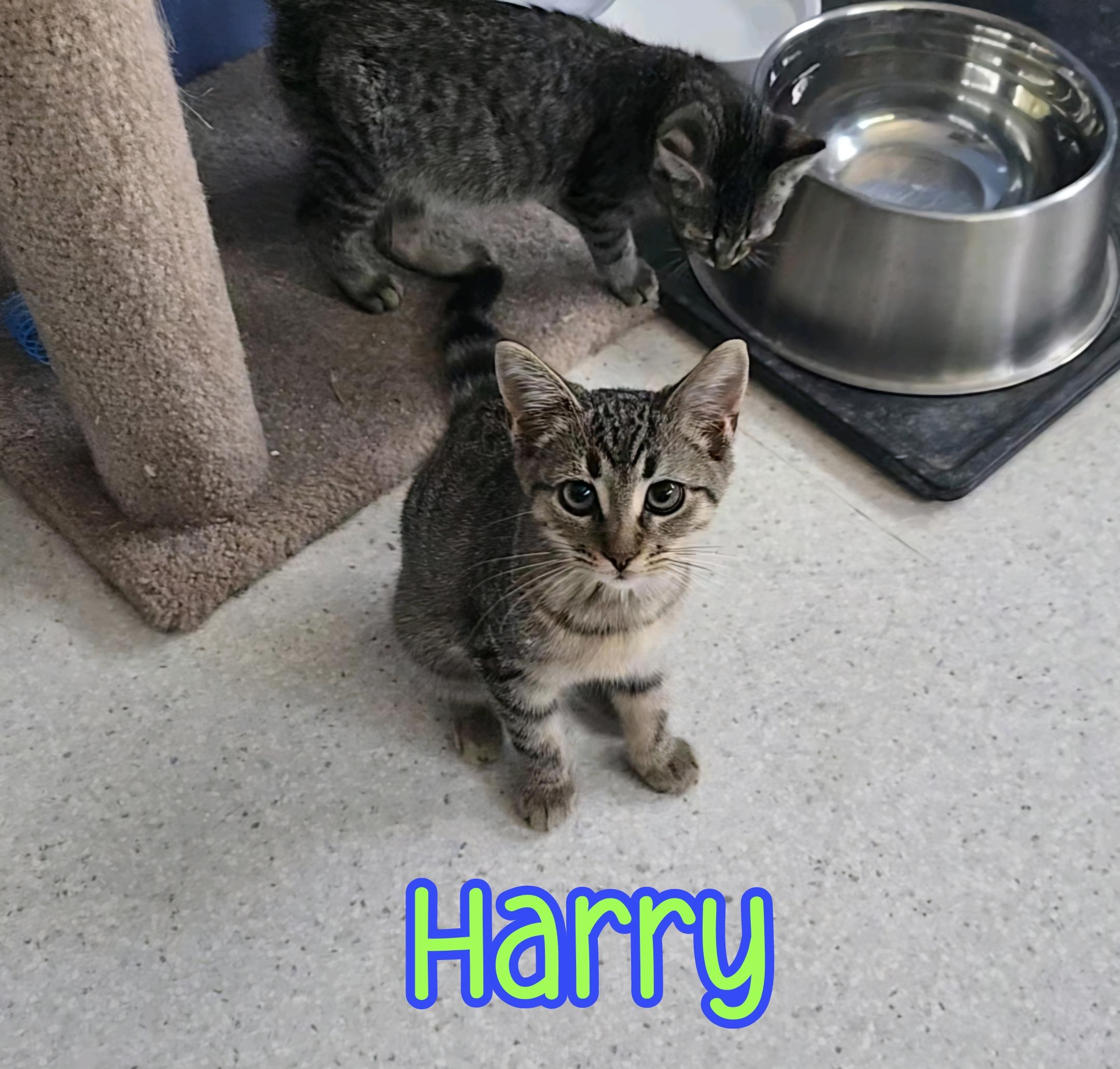 Harry 2-Text – Humane Society of Ottawa County, Ohio