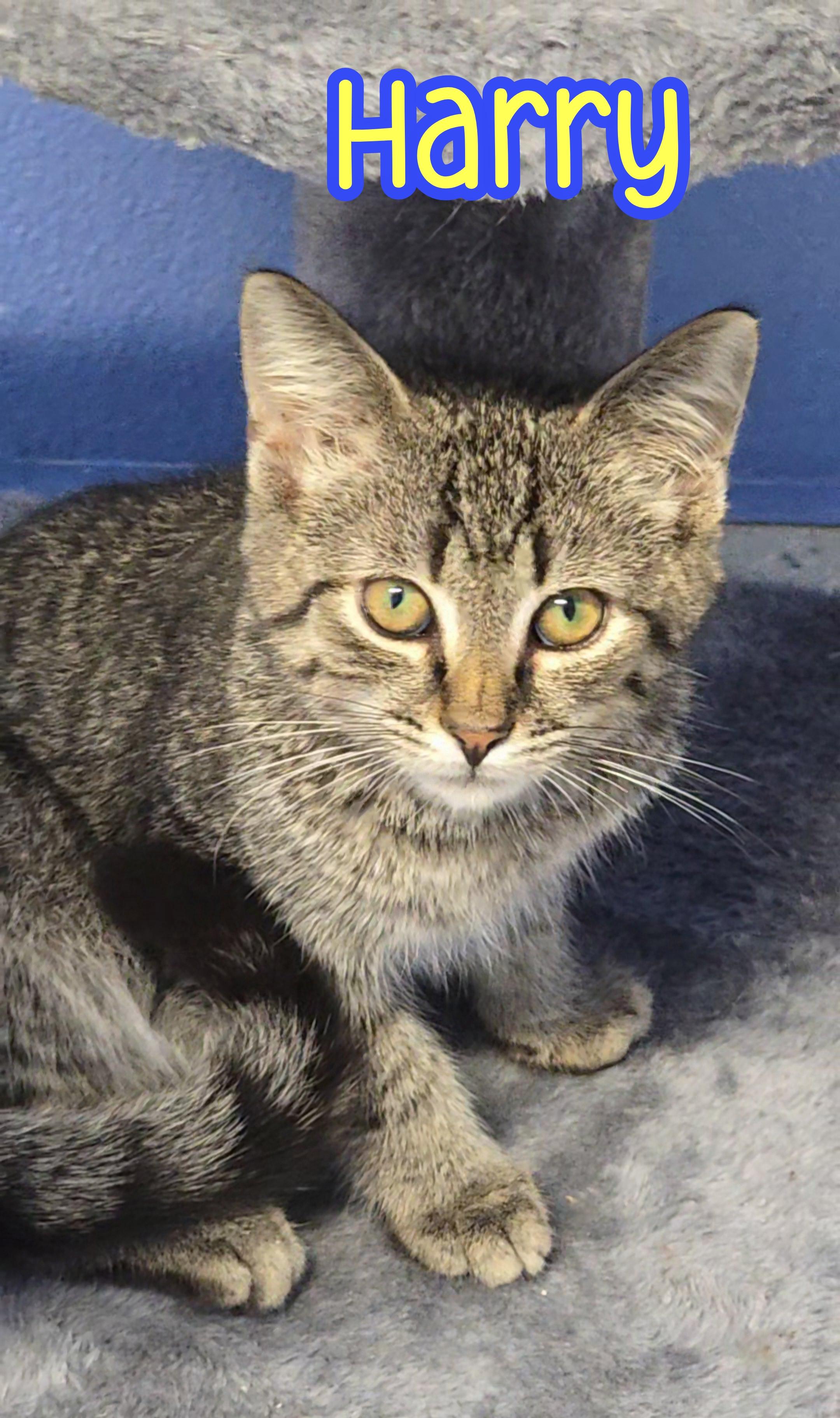 Harry 3-Text – Humane Society of Ottawa County, Ohio