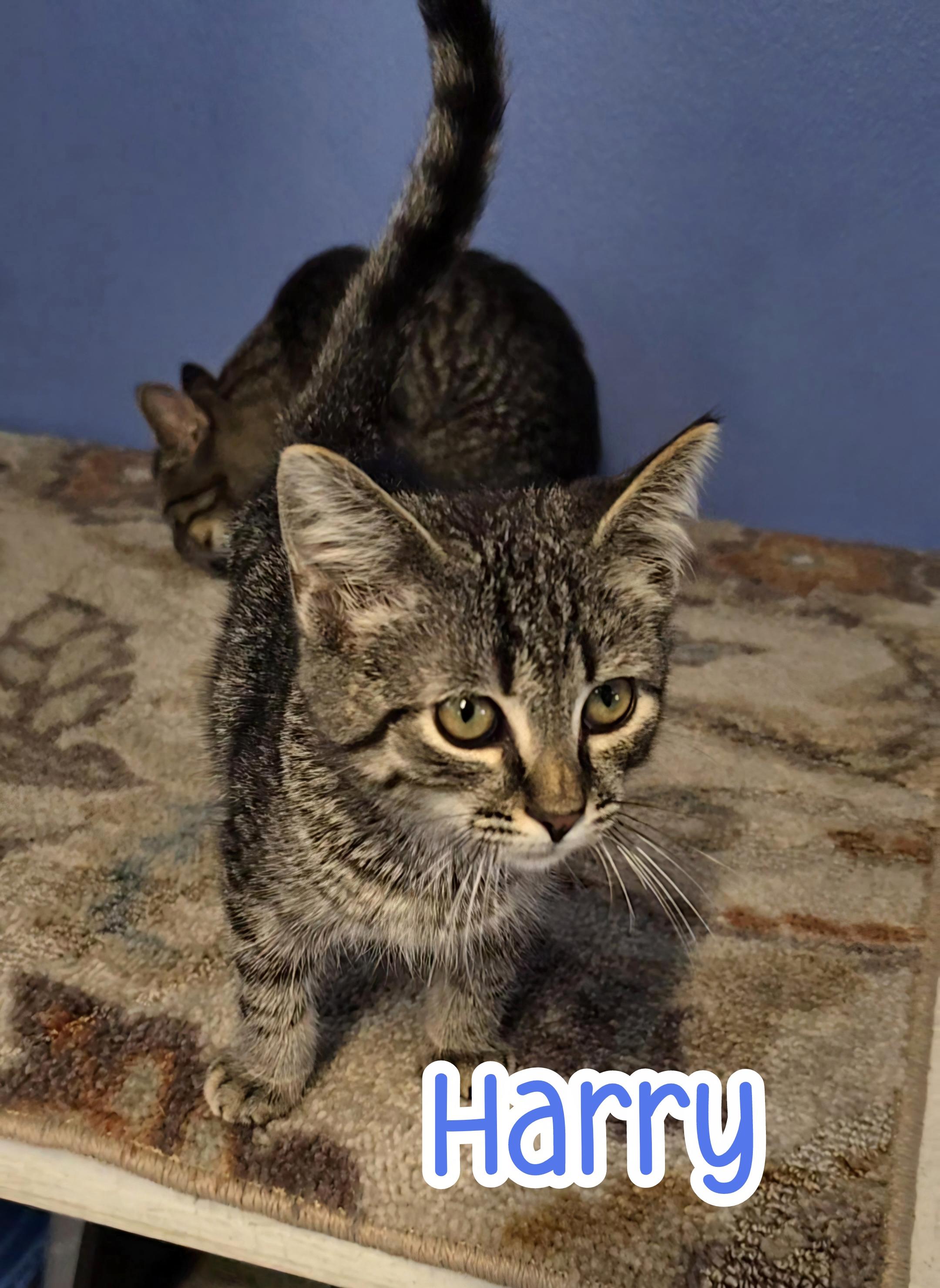 Harry-Text – Humane Society of Ottawa County, Ohio