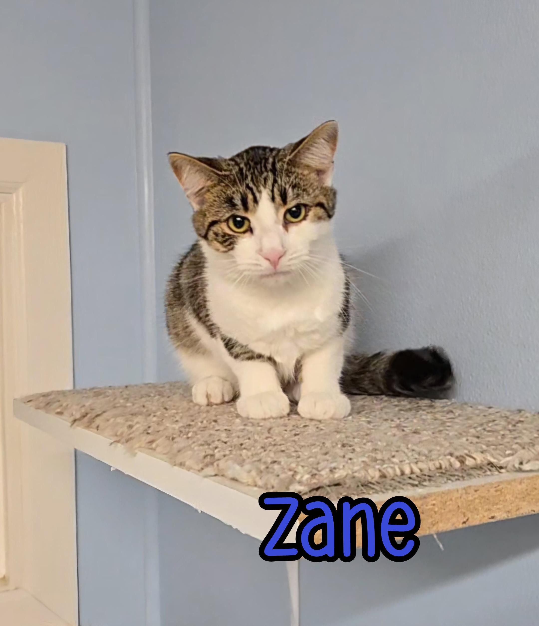 Zane-Text – Humane Society of Ottawa County, Ohio