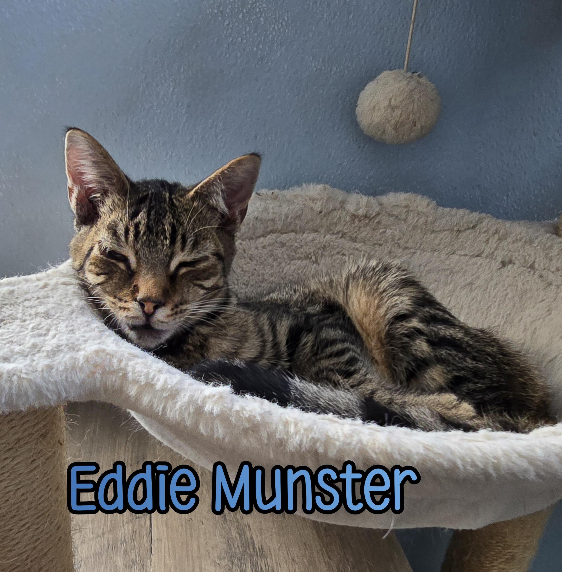 Eddie Munster 3-Text – Humane Society of Ottawa County, Ohio