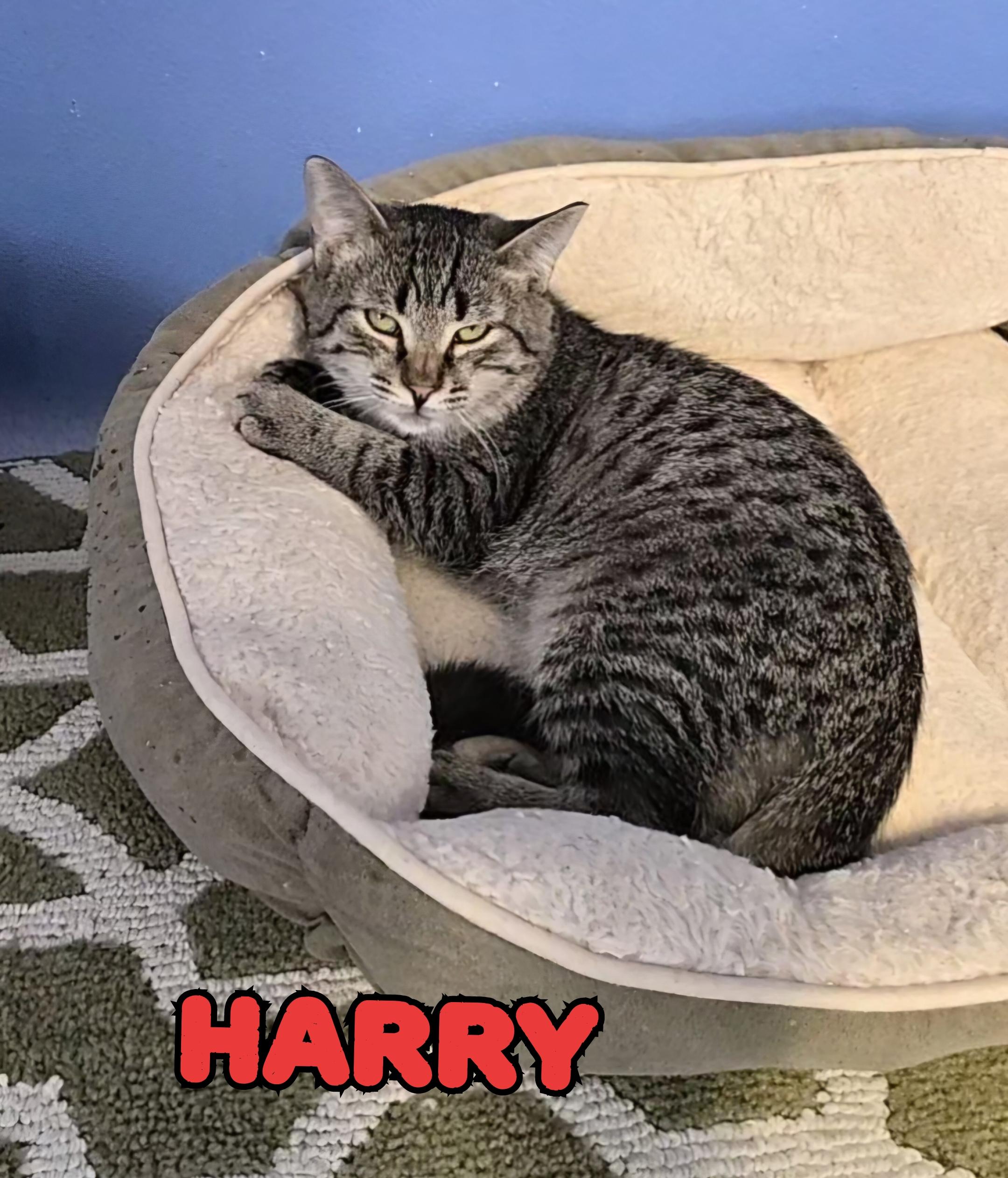Harry 4-Text – Humane Society of Ottawa County, Ohio