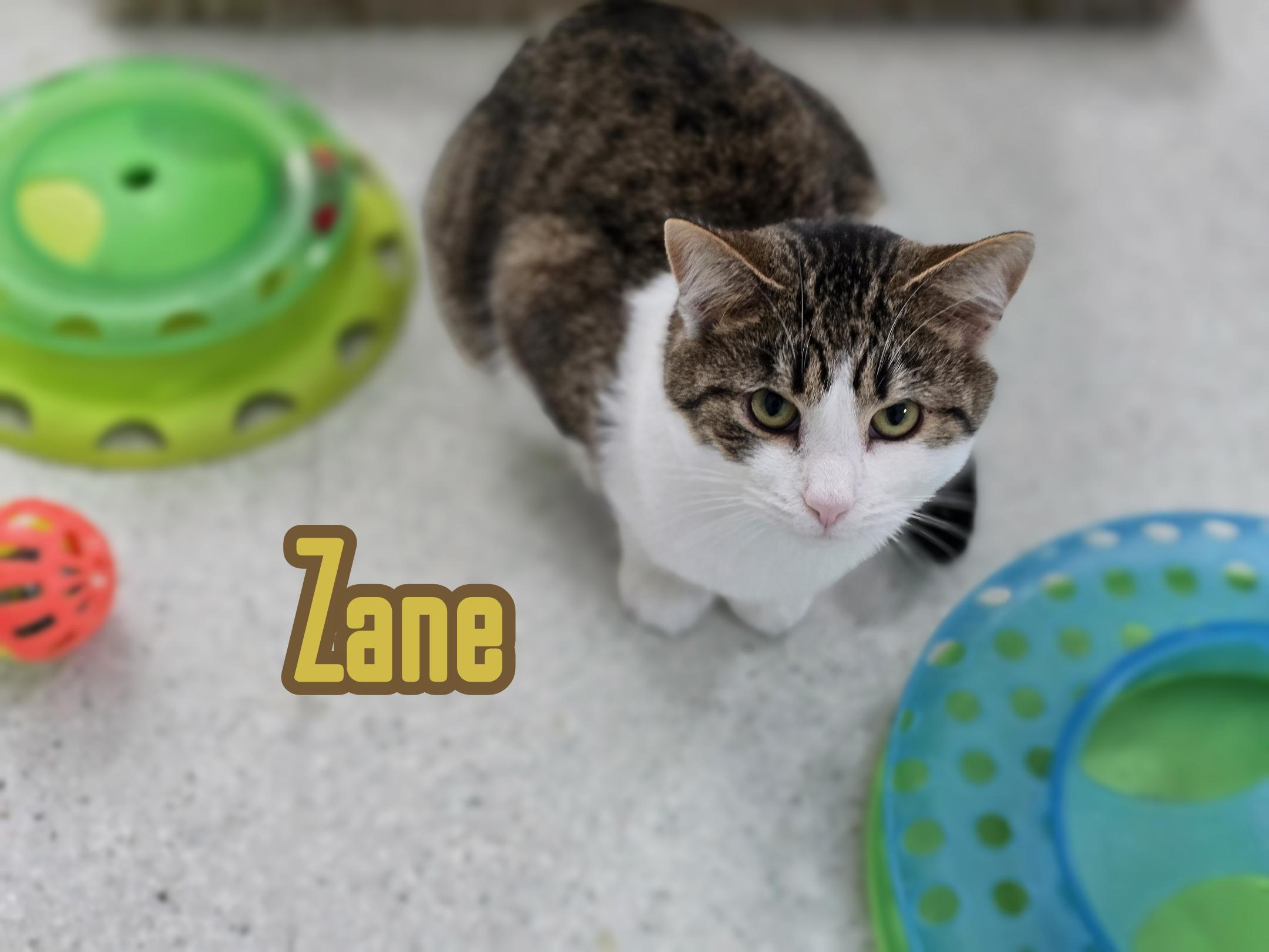 Zane 4-Text – Humane Society of Ottawa County, Ohio