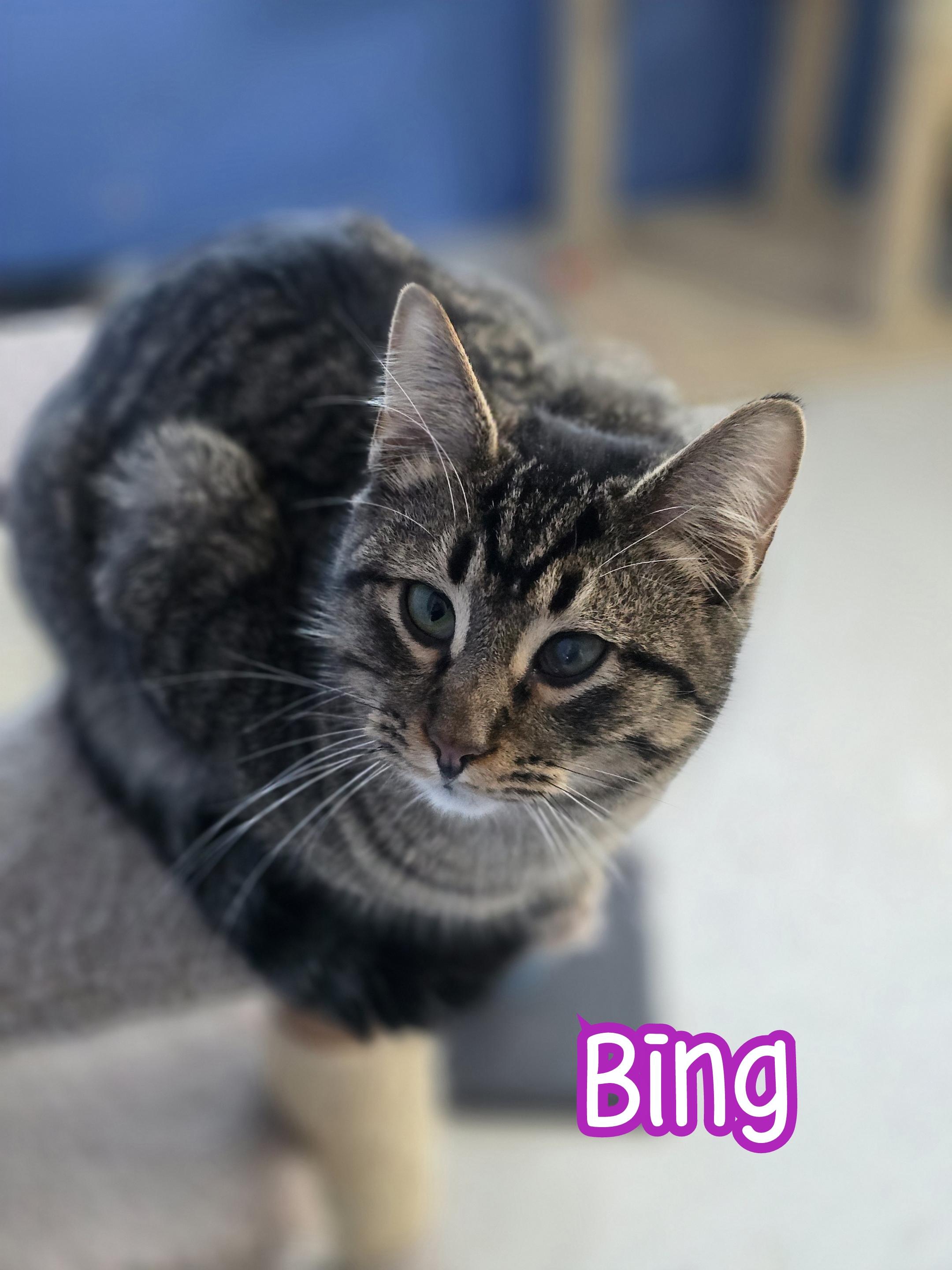 Bing 5-Text – Humane Society of Ottawa County, Ohio