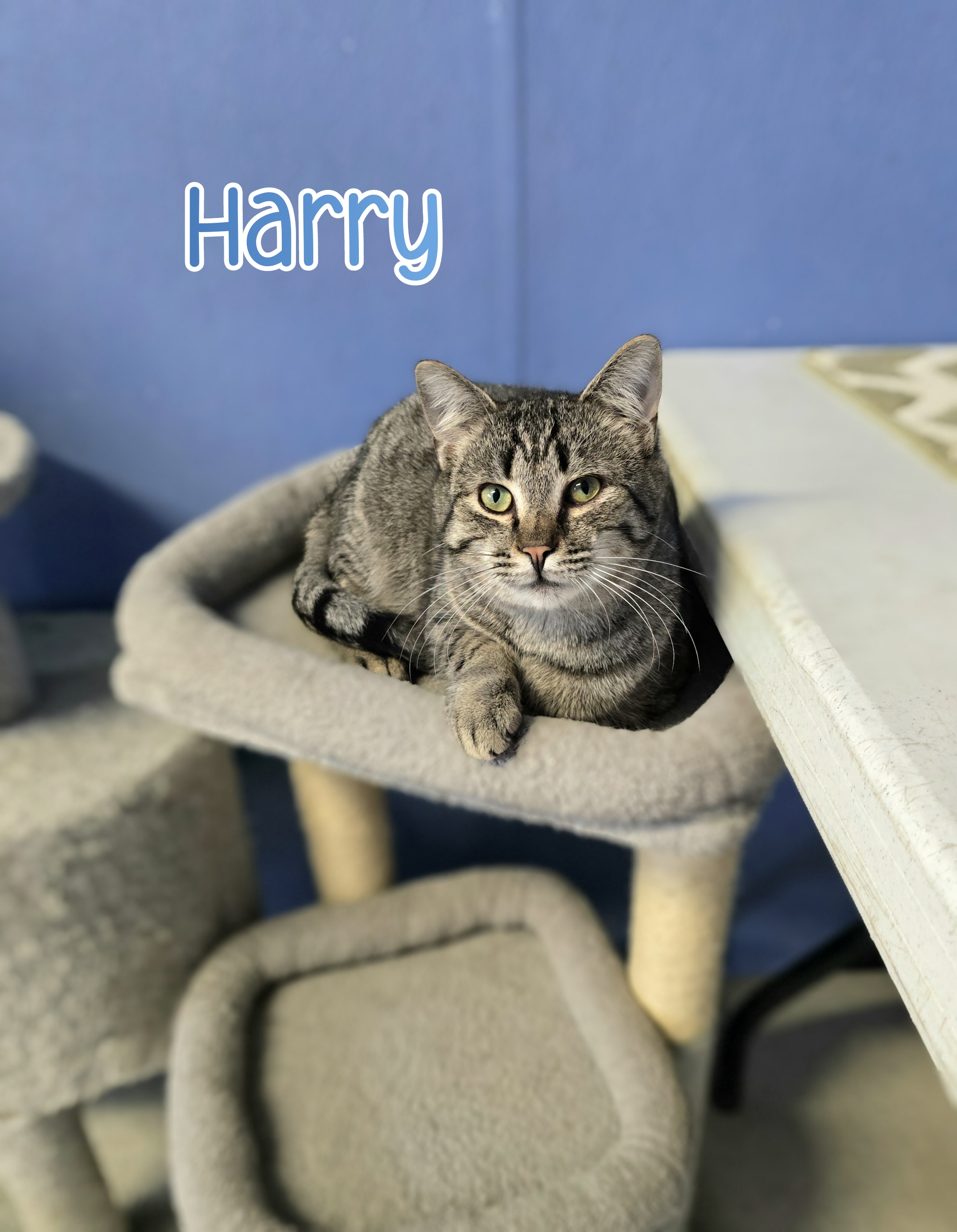 Harry 10-Text – Humane Society of Ottawa County, Ohio