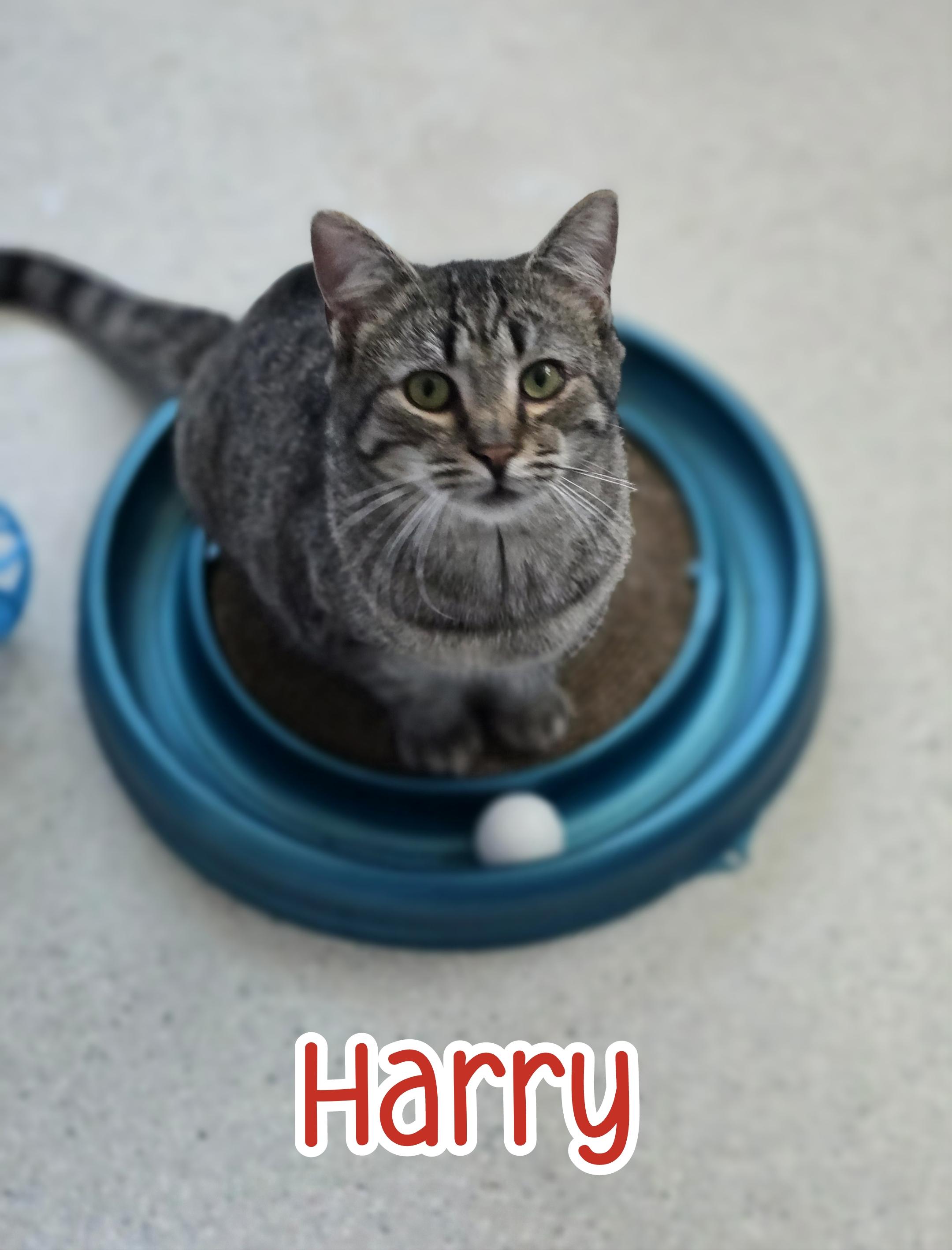 Harry 6-Text – Humane Society of Ottawa County, Ohio