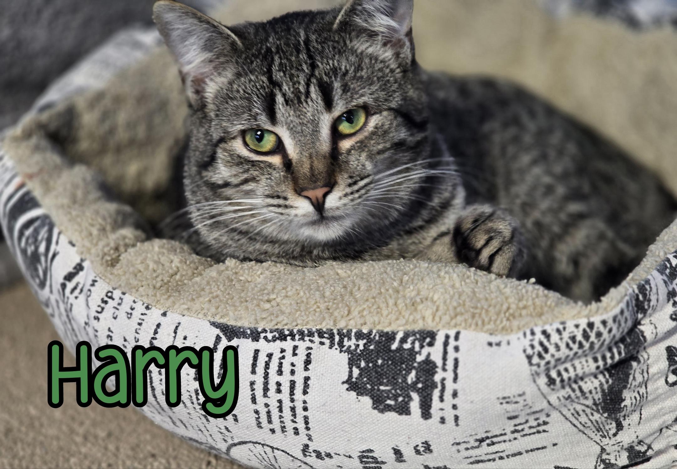 Harry 7-Text – Humane Society of Ottawa County, Ohio