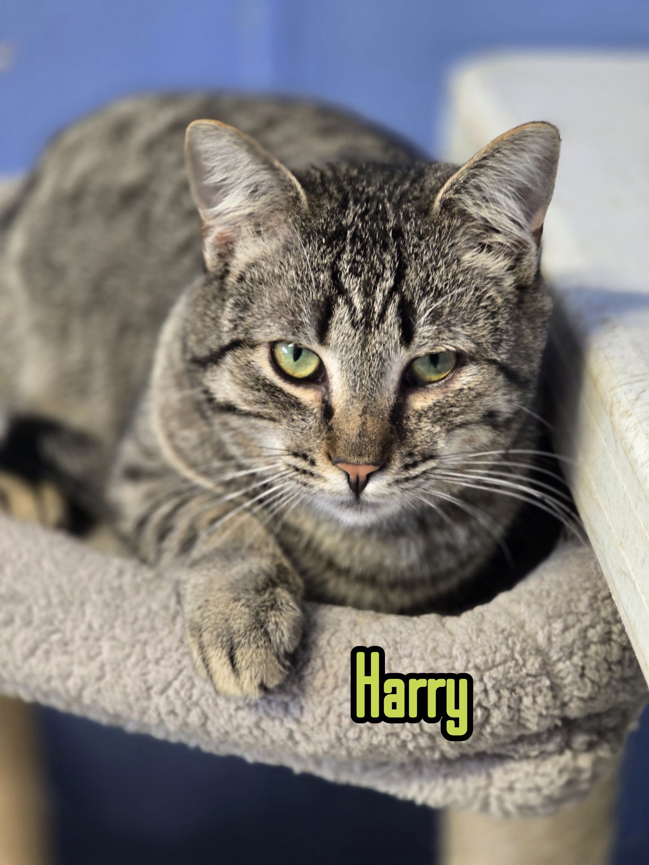 Harry 9-Text – Humane Society of Ottawa County, Ohio