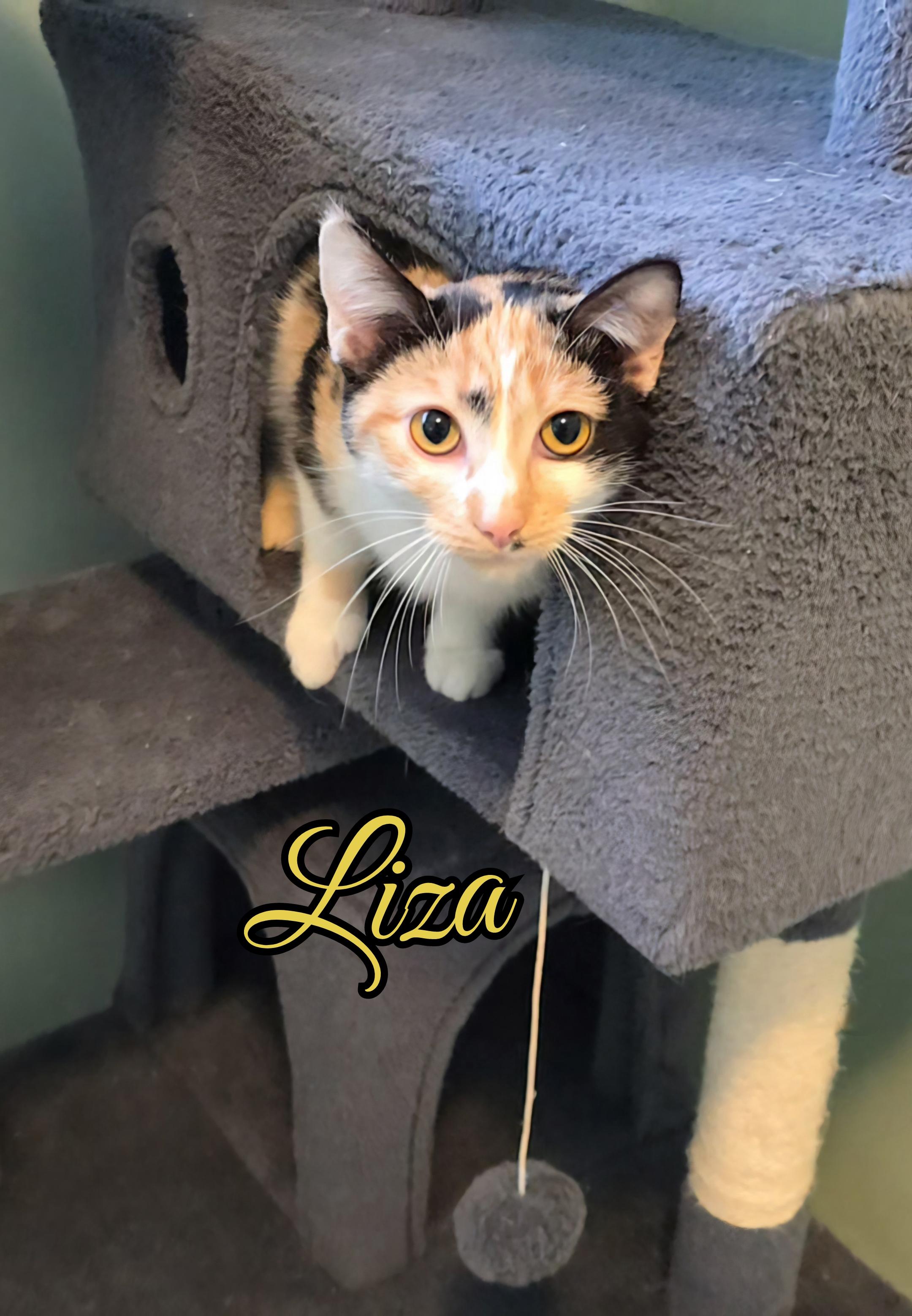 Liza-Text – Humane Society of Ottawa County, Ohio
