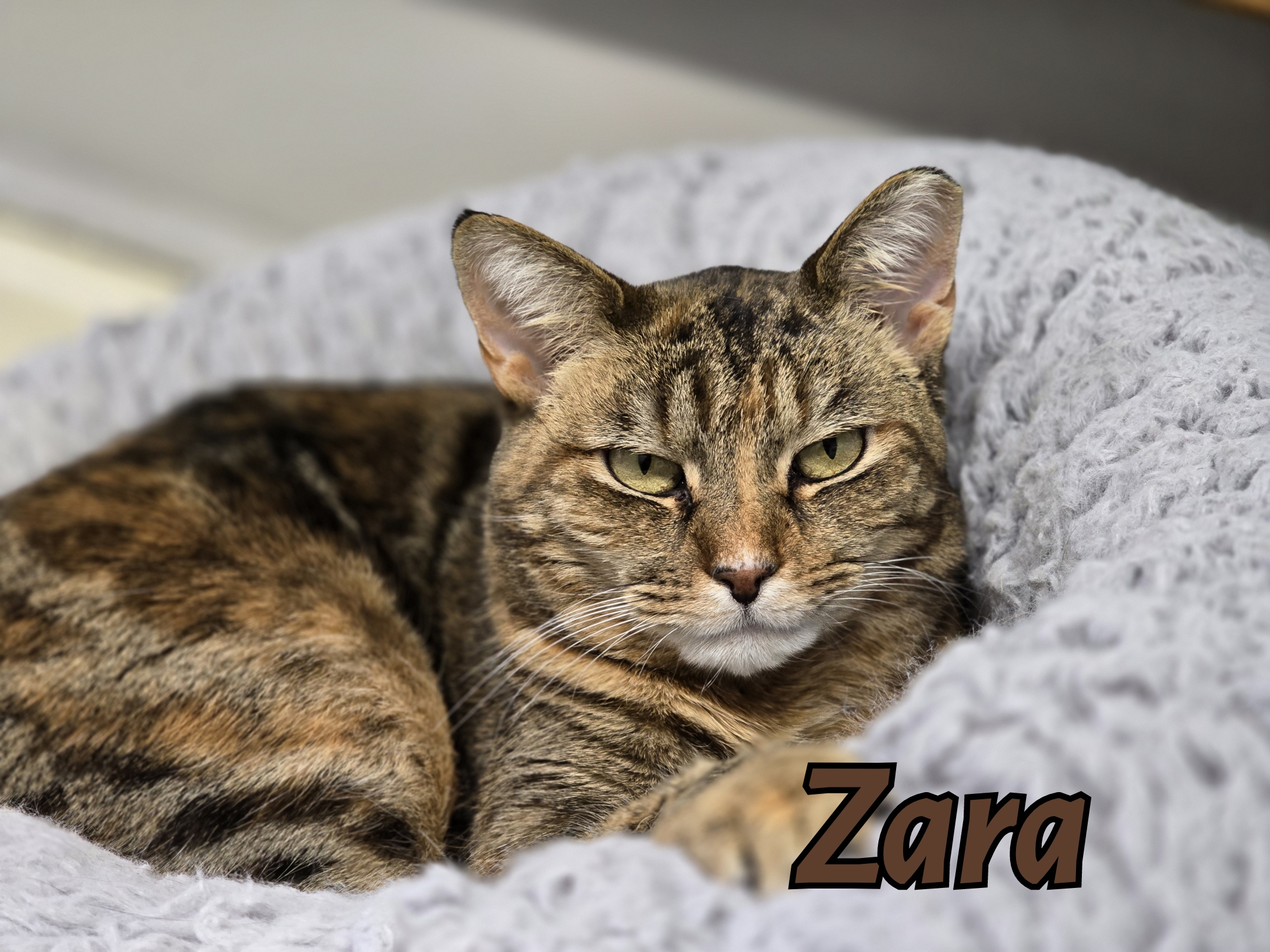 Zara 10-Text – Humane Society of Ottawa County, Ohio