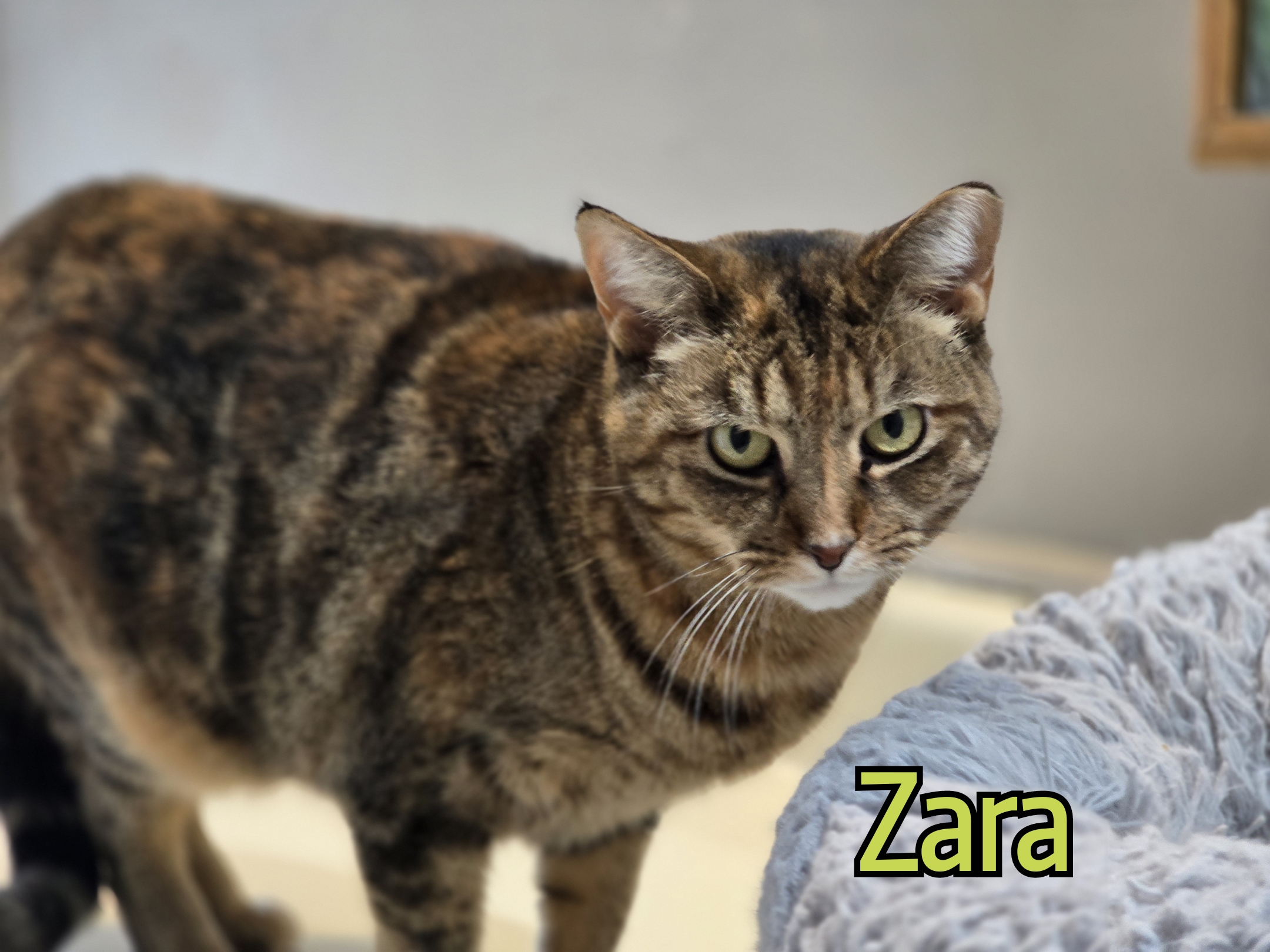 Zara 11-Text – Humane Society of Ottawa County, Ohio
