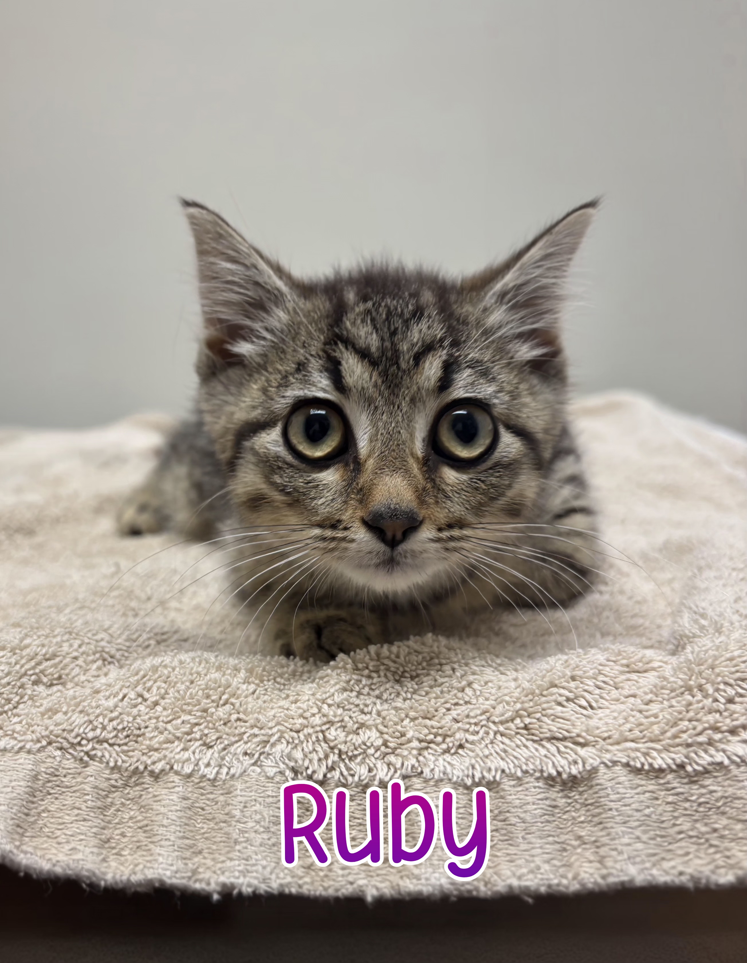 Ruby-Text – Humane Society of Ottawa County, Ohio