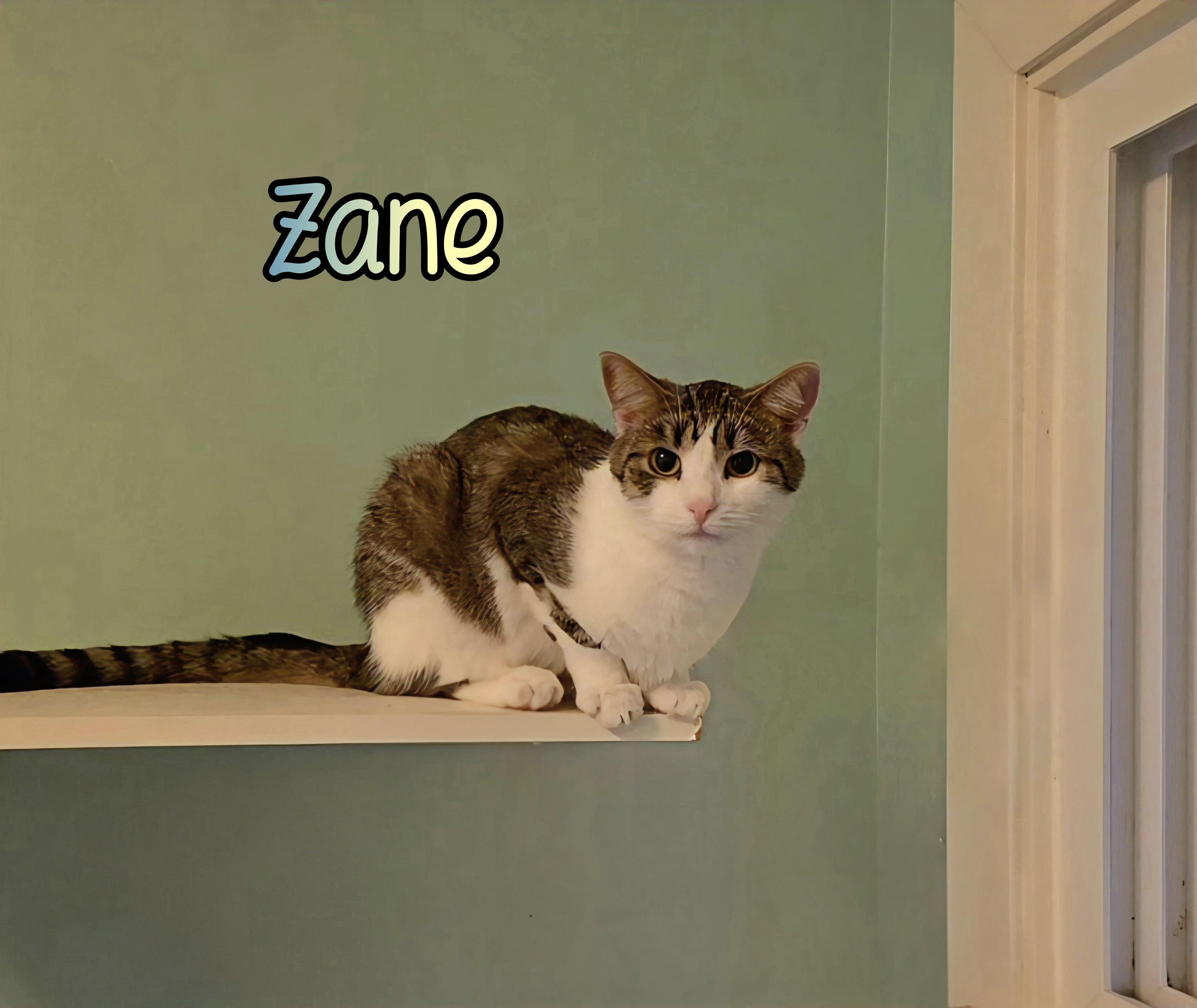 Zane 5-Text – Humane Society of Ottawa County, Ohio
